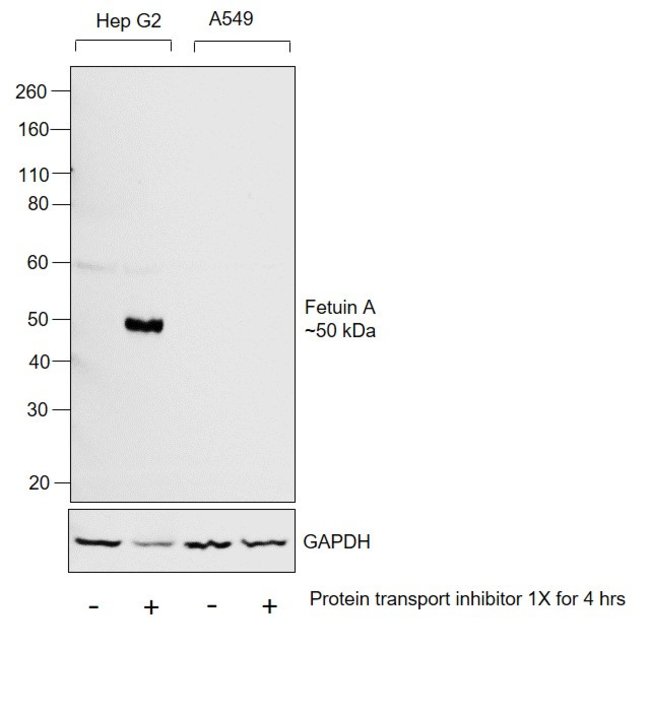 Fetuin A Monoclonal Antibody (OTI2H2), Invitrogen™ 100 μL; Unconjugated ...