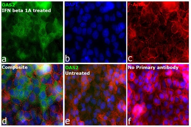 Invitrogen OAS2 Monoclonal Antibody (OTI5E1) 100 μL | Buy Online ...