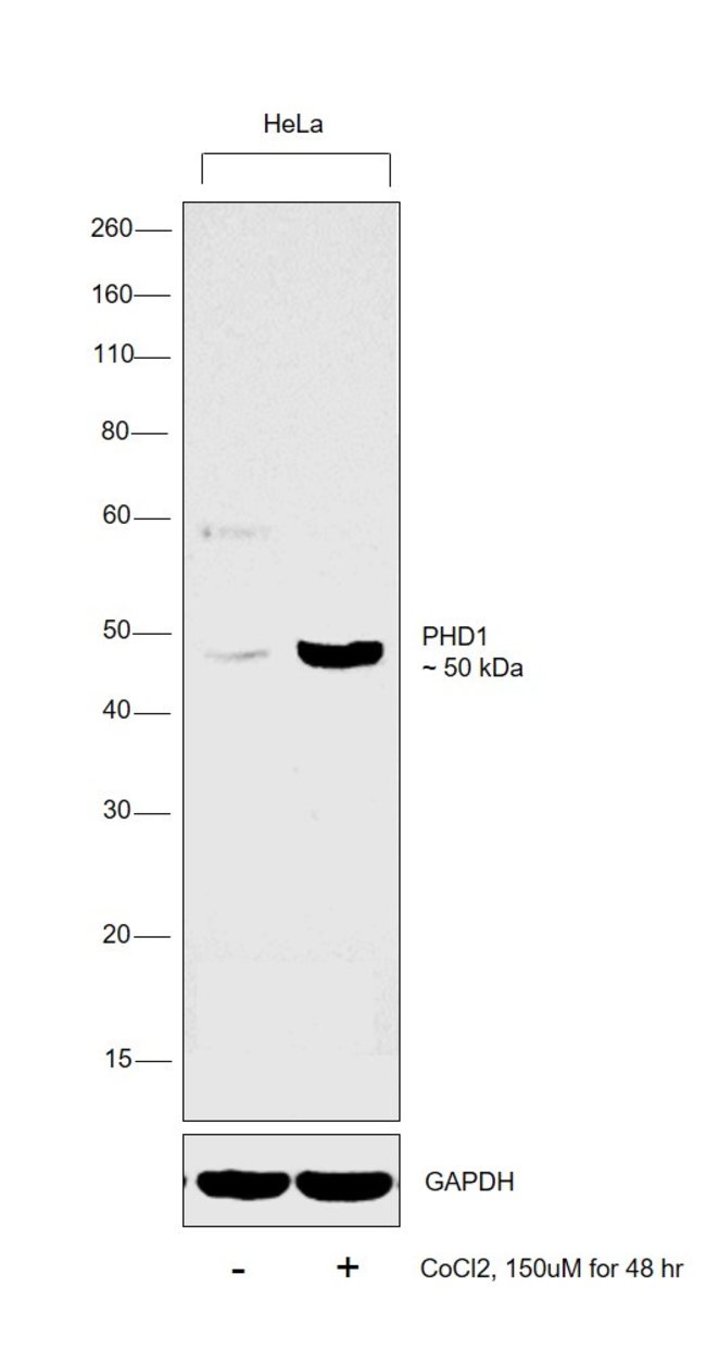 PHD1 Monoclonal Antibody (OTI7H3), Invitrogen 100 μL; Unconjugated ...