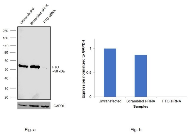 FTO Monoclonal Antibody (OTI4A1), Invitrogen 100 μL; Unconjugated ...