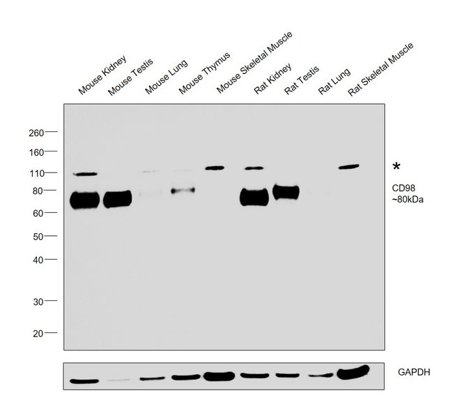 CD98 Recombinant Rabbit Monoclonal Antibody (48), Invitrogen 100 μL ...