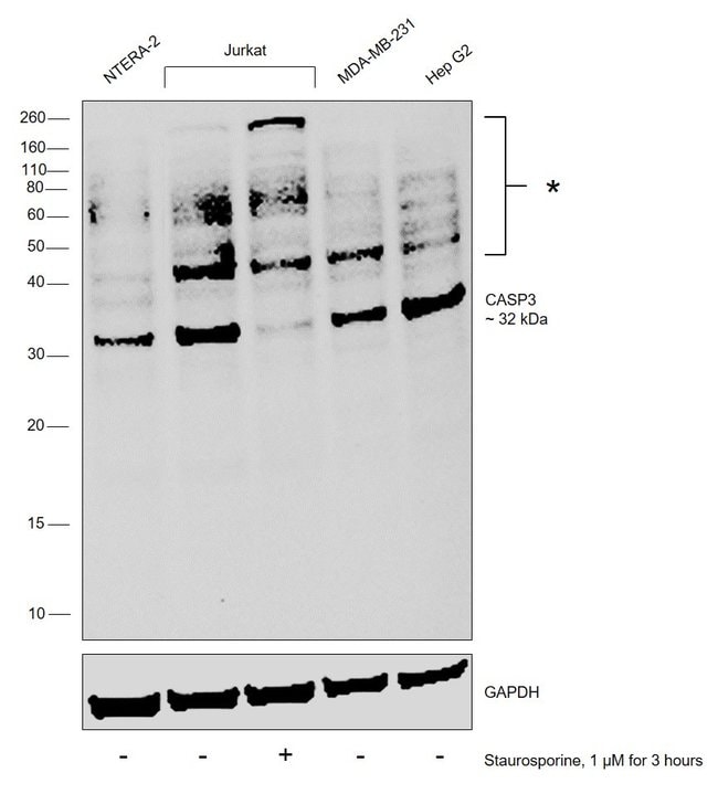 Invitrogen pro-Caspase 3 Recombinant Rabbit Monoclonal Antibody (SZ02 ...