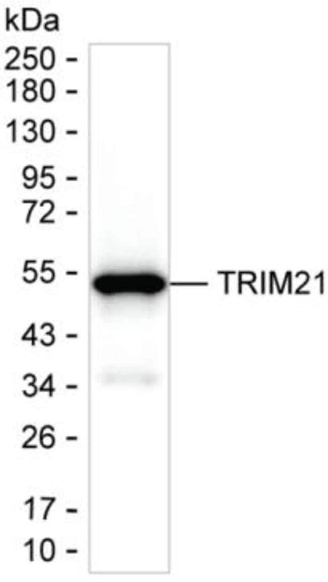 Invitrogen TRIM21 Recombinant Human Monoclonal Antibody (K52008_3F2 ...