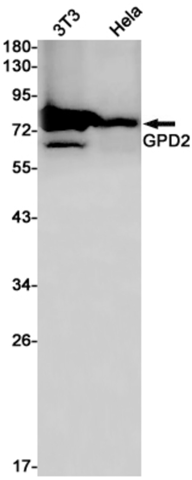 Invitrogen GPD2 Recombinant Rabbit Monoclonal Antibody (K01_1R91) 50 μL ...