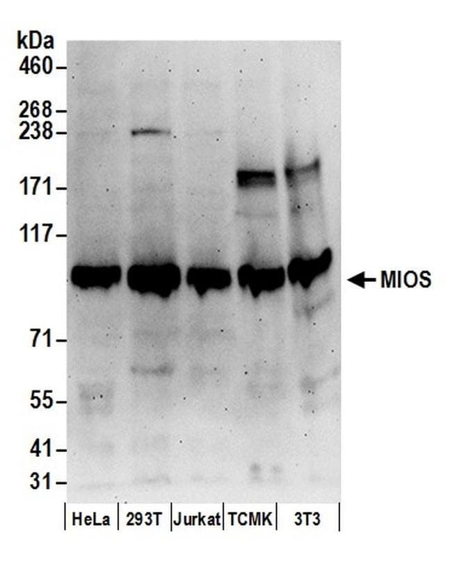 MIOS Rabbit anti-Human, Mouse, Polyclonal, Bethyl Laboratories 100 μL ...