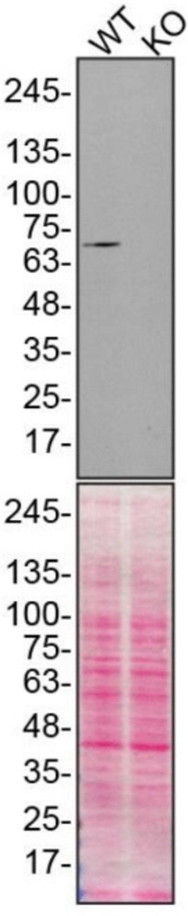Invitrogen Moesin Monoclonal Antibody (2C12) 100 μg; Unconjugated:Anticuerpos | Fisher Scientific