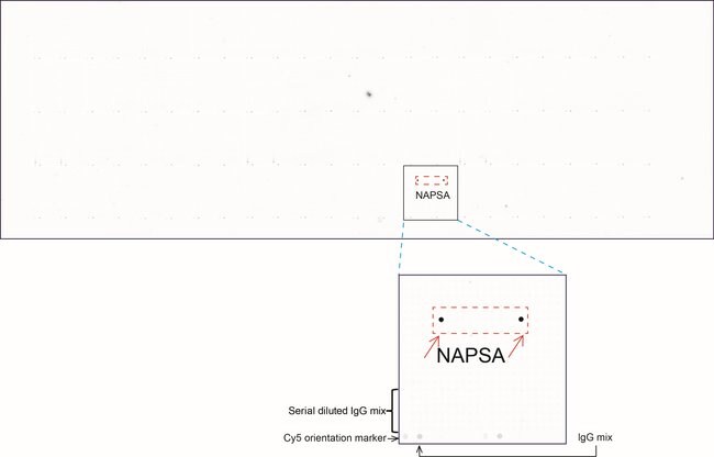 NAPSA Mouse anti-Human, Clone: UMAB213, lyophilized, UltraMAB 100 μg ...