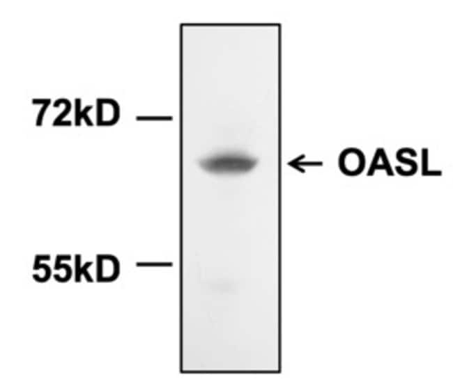 OASL Polyclonal Antibody, Invitrogen 100 μL; Unconjugated:Antibodies ...