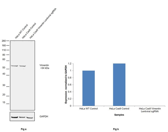 Vimentin Monoclonal Antibody (RV202), Invitrogen 100 μL; Unconjugated ...