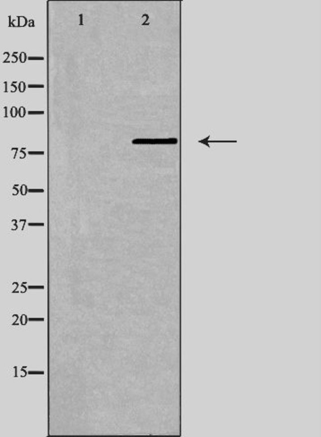 GPR149 Polyclonal Antibody, Invitrogen 100 μL; Unconjugated:Antibodies ...