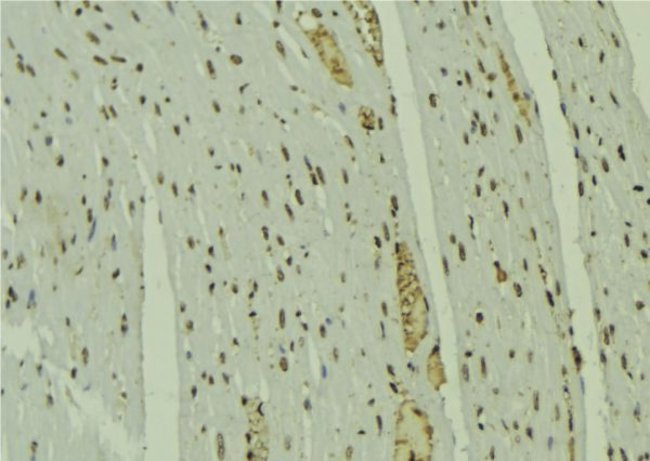 NOL7 Polyclonal Antibody, Invitrogen 100 μL; Unconjugated:Antibodies ...