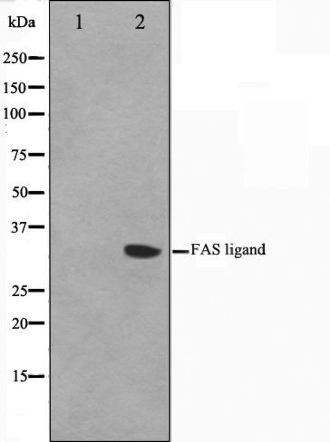 CD178 Polyclonal Antibody, Invitrogen™ 100 μL; Unconjugated | Fisher ...