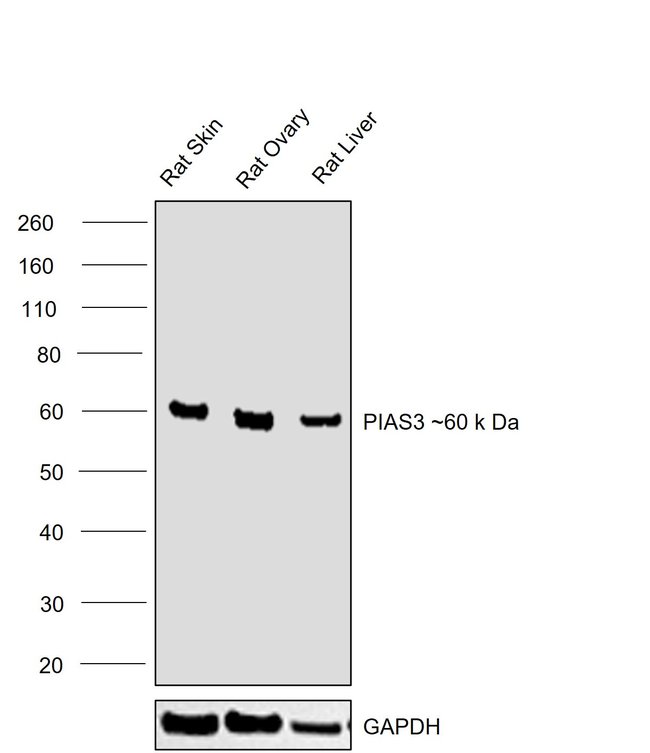 Invitrogen PIAS3 Polyclonal Antibody 100 μL; Unconjugated:Antikroppar ...