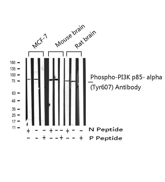 Phospho-PI3K p85 alpha (Tyr607) Polyclonal Antibody, Invitrogen 100 μL ...