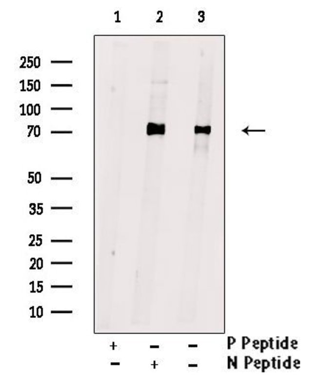 Invitrogen Phospho-STXBP1 (Ser313) Polyclonal Antibody 100 μL; Unconjugated:Antibodies, | Fisher ...