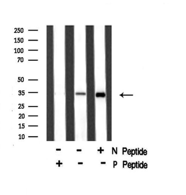 Phospho-MAX (Ser2) Polyclonal Antibody, Invitrogen 100 μL; Unconjugated ...