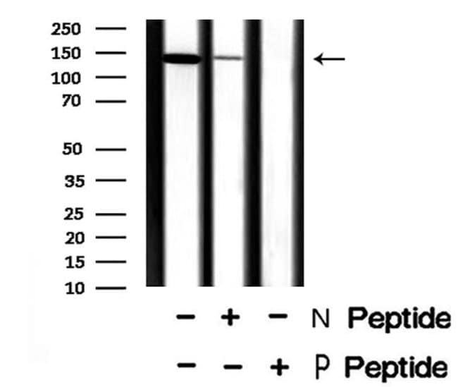 Phospho-Amyloid Precursor Protein (Thr729) Rabbit anti-Human, Mouse ...