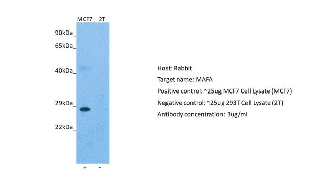 c-MAF Polyclonal Antibody, Invitrogen 100 μL; Unconjugated:Antibodies ...