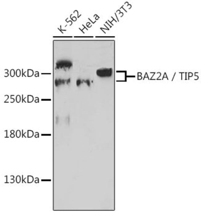 BAZ2A Polyclonal Antibody, Invitrogen 100 μL; Unconjugated:Antibodies ...