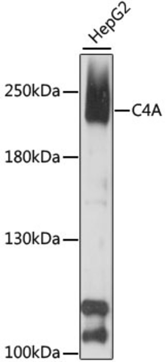 Complement C4a Polyclonal Antibody, Invitrogen 100 μL; Unconjugated ...