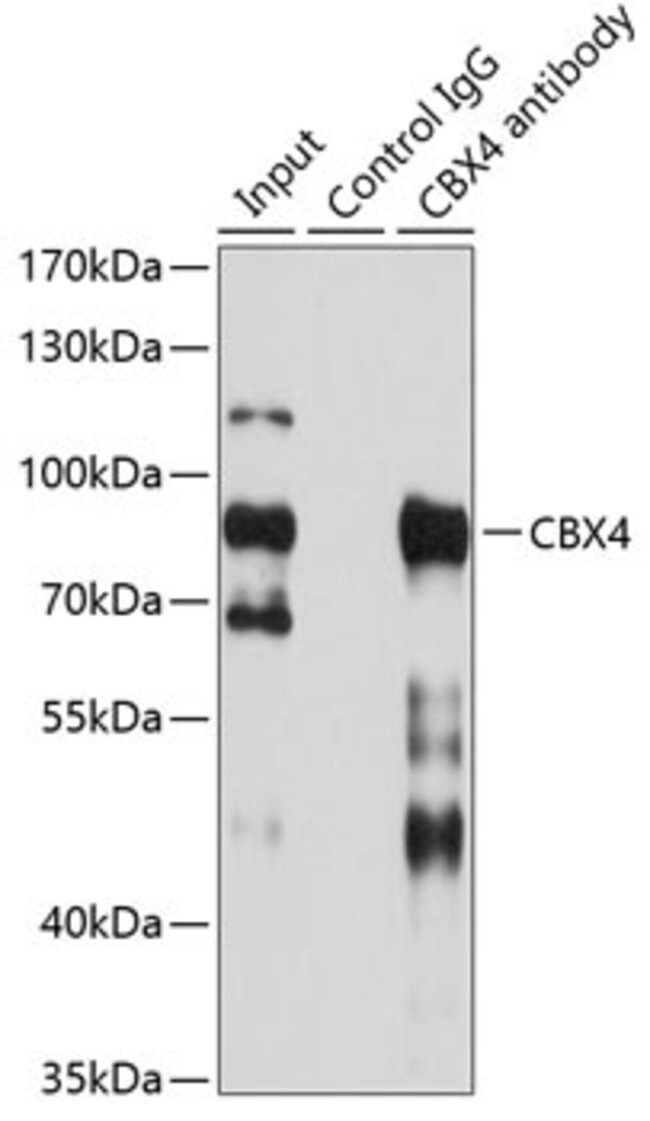 CBX4 Rabbit anti-Human, Mouse, Unconjugated, Polyclonal, Invitrogen 100 ...