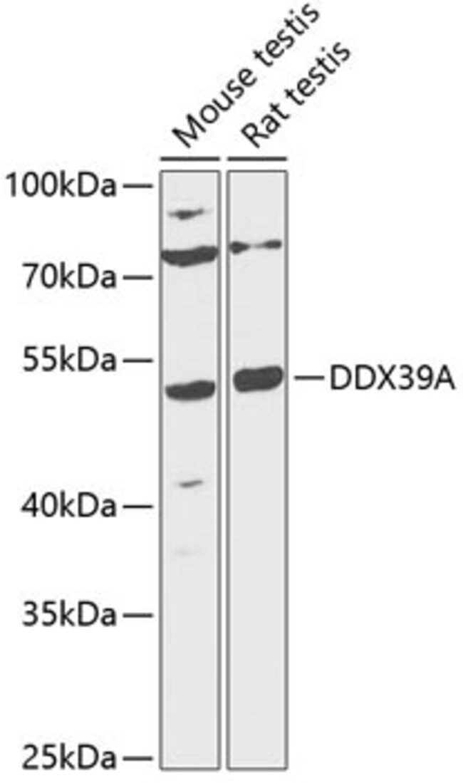 DDX39A Rabbit anti-Human, Mouse, Rat, Unconjugated, Polyclonal ...