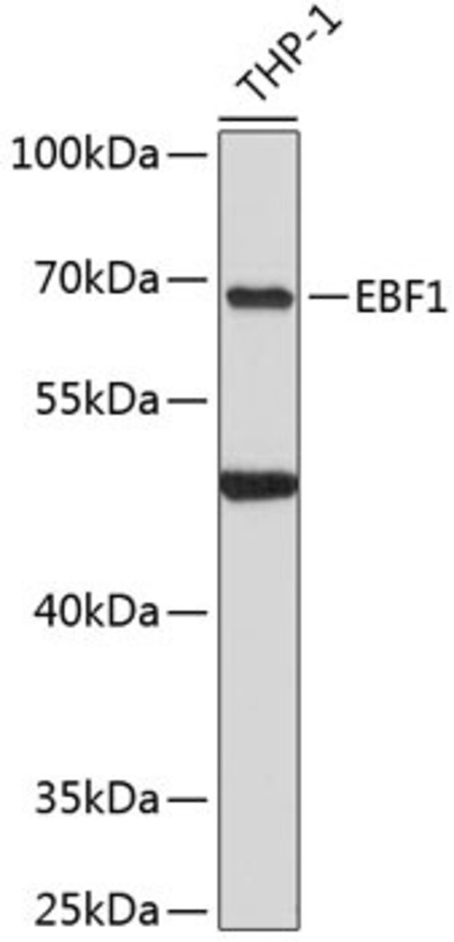 EBF1 Polyclonal Antibody, Invitrogen 100 μL; Unconjugated:Antibodies ...