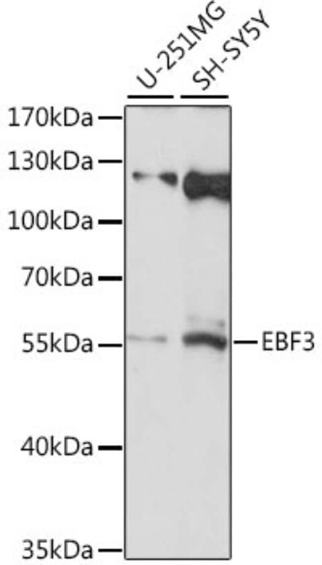 EBF3 Rabbit anti-Human, Unconjugated, Polyclonal, Invitrogen 100 μL ...