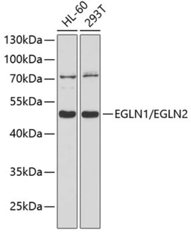 EGLN1/EGLN2 Rabbit anti-Human, Mouse, Rat, Unconjugated, Polyclonal ...