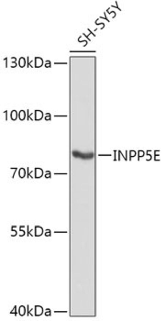 INPP5E Rabbit anti-Human, Mouse, Rat, Unconjugated, Polyclonal ...