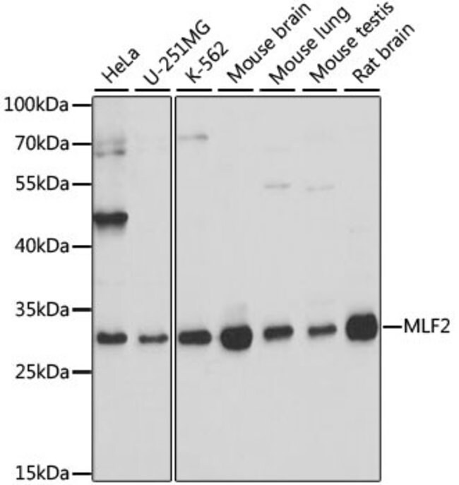 MLF2 Polyclonal Antibody, Invitrogen 100 μL; Unconjugated:Antibodies ...