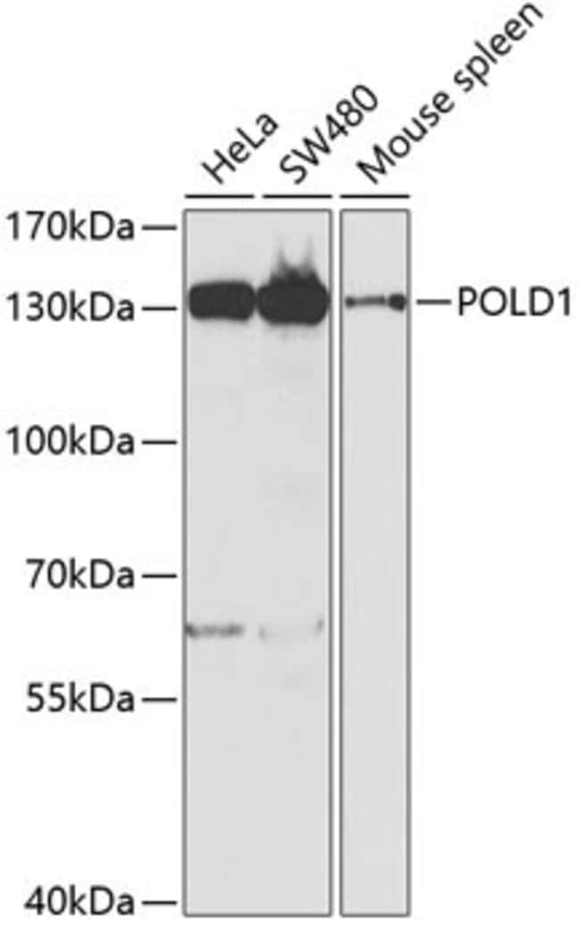 POLD1 Polyclonal Antibody, Invitrogen 100 μL; Unconjugated:Antibodies ...