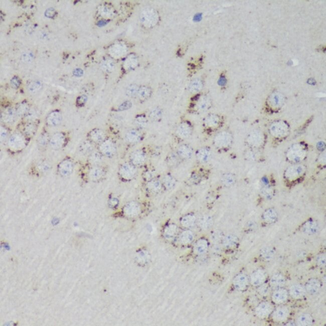 PSAP Polyclonal Antibody, Invitrogen 100 μL; Unconjugated:Antibodies ...