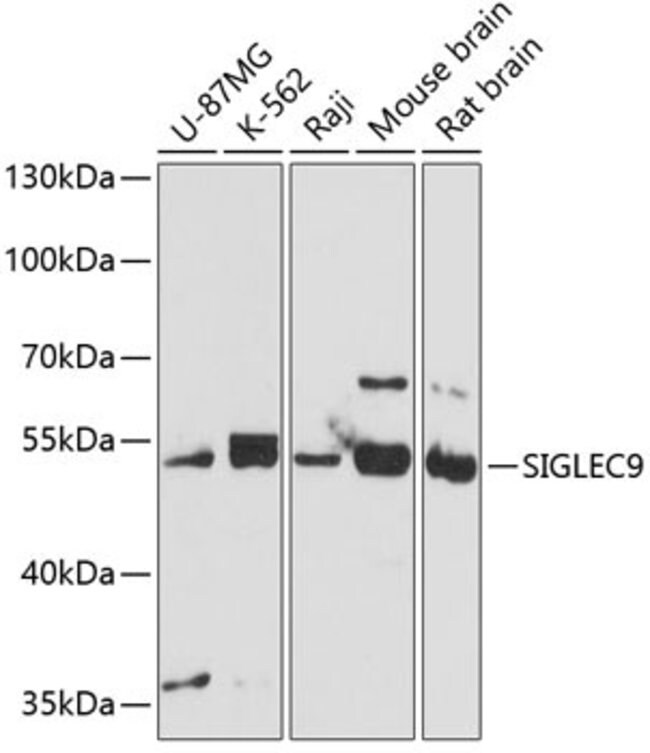 SIGLEC9 Rabbit anti-Human, Mouse, Rat, Unconjugated, Polyclonal ...