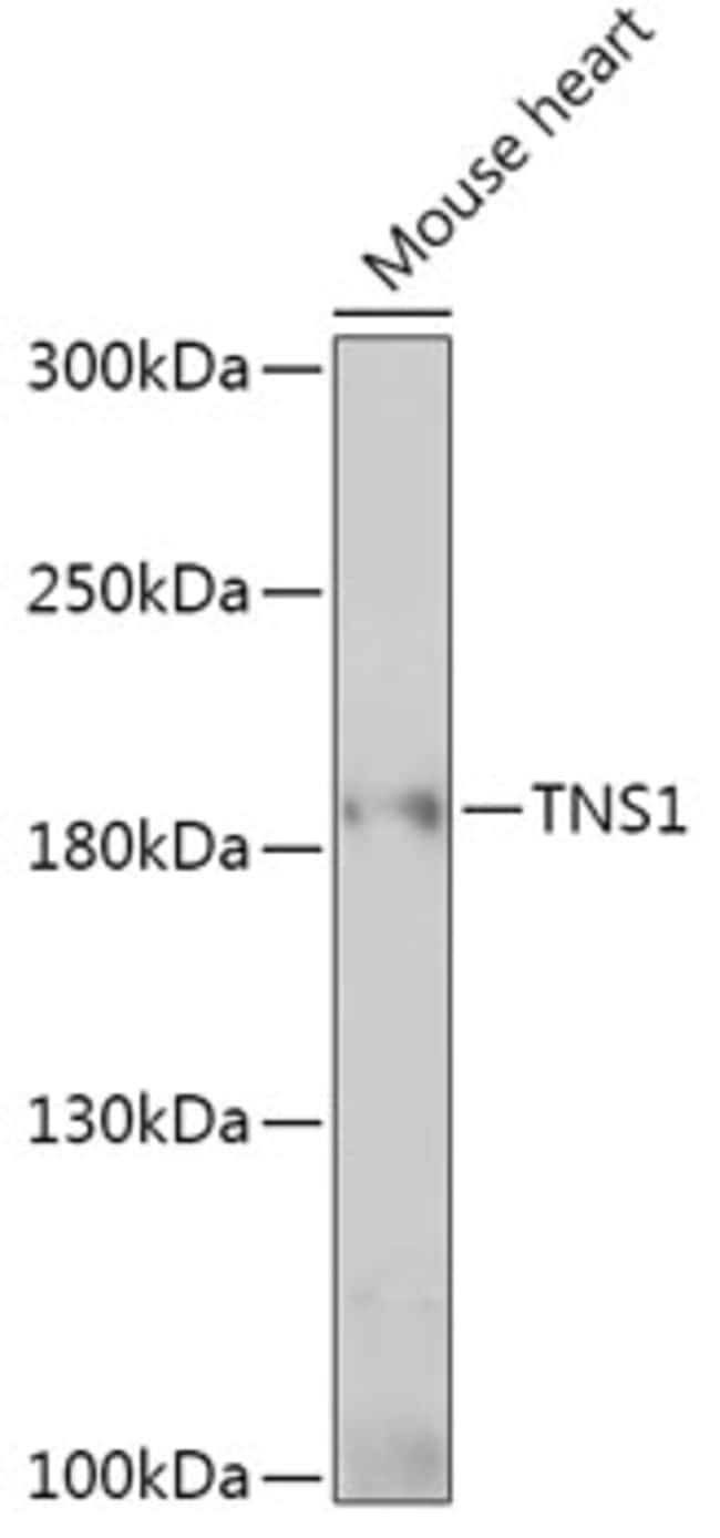 Invitrogen Tensin 1 Polyclonal Antibody 100 μL; Unconjugated:Antibodies ...