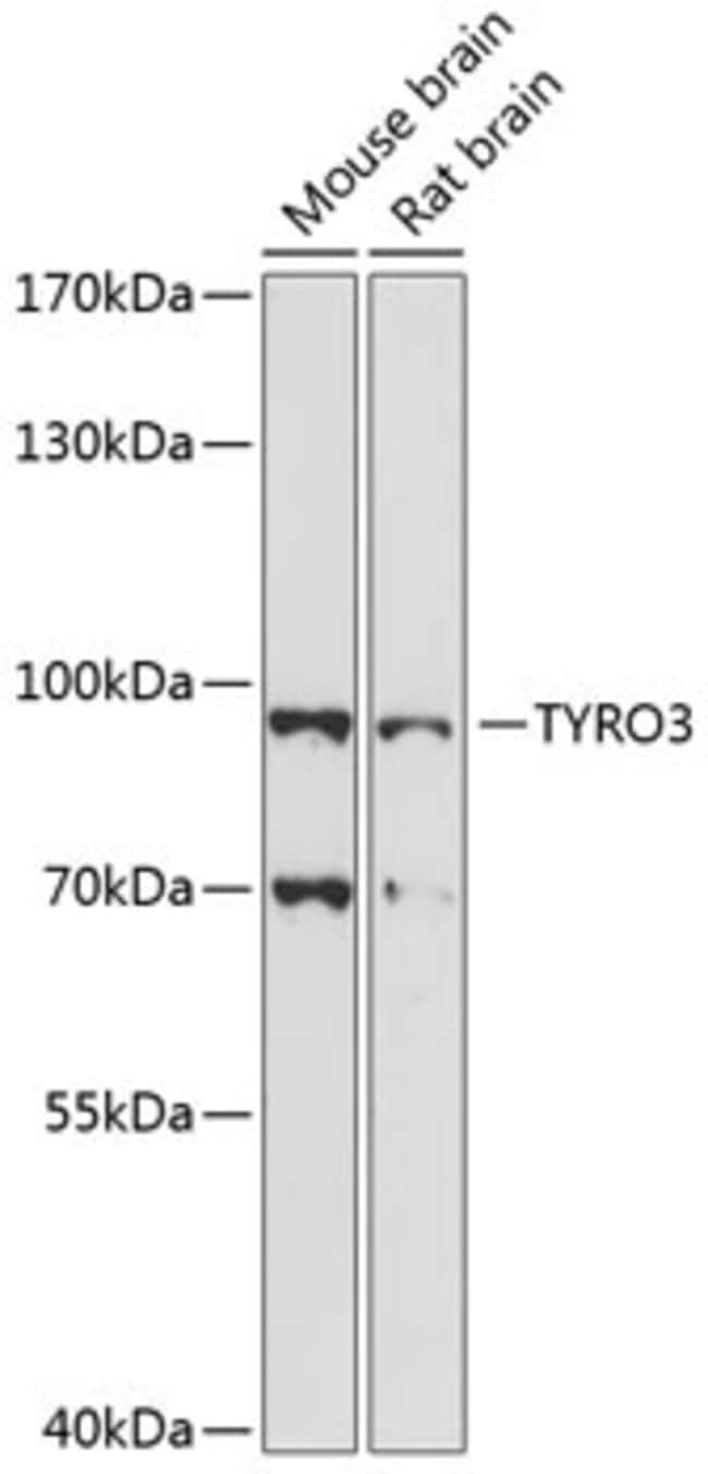 TYRO3 Rabbit anti-Human, Mouse, Rat, Unconjugated, Polyclonal ...