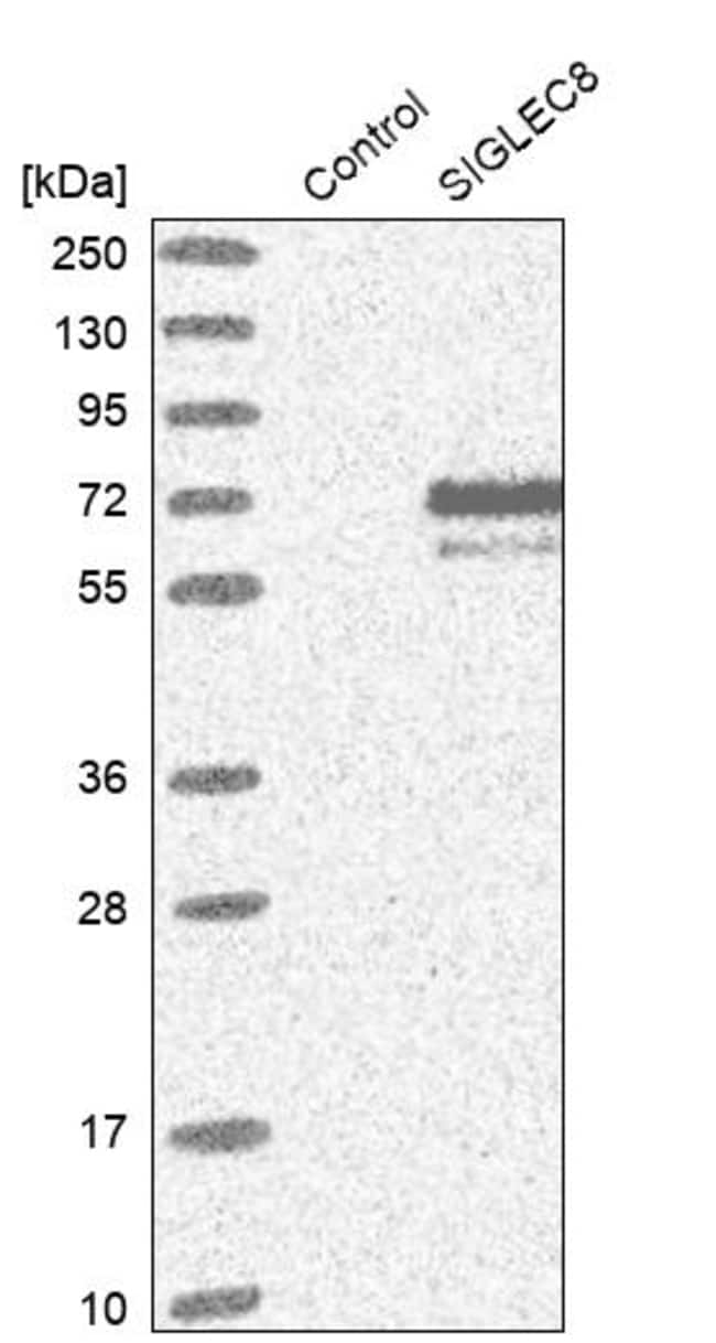 Invitrogen SIGLEC8 Polyclonal Antibody 100 μL; Unconjugated:Anticuerpos ...