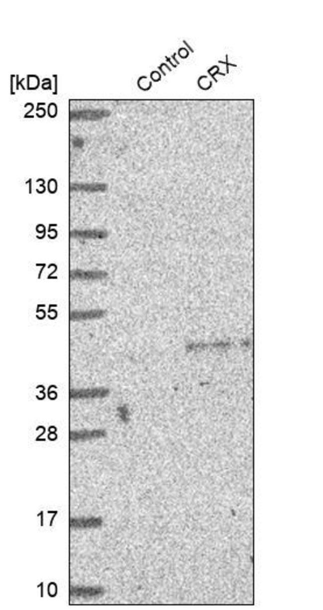 CRX Polyclonal Antibody, Invitrogen 100 μL; Unconjugated:Antibodies ...