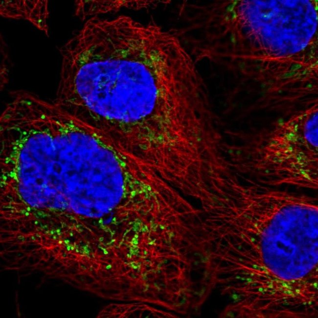 REA Rabbit anti-Human, Mouse, Rat, Unconjugated, Polyclonal, Invitrogen ...