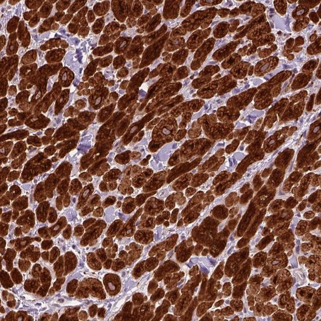 CRYAB Polyclonal Antibody, Invitrogen 100 μL; Unconjugated:Antibodies ...