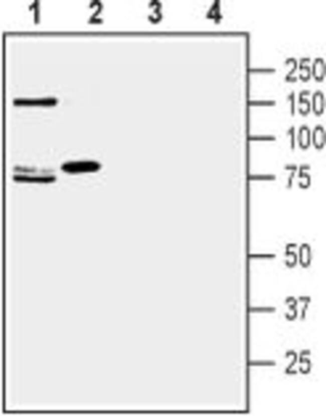 SLC1A7 (extracellular) Polyclonal Antibody, Invitrogen 50 μL ...