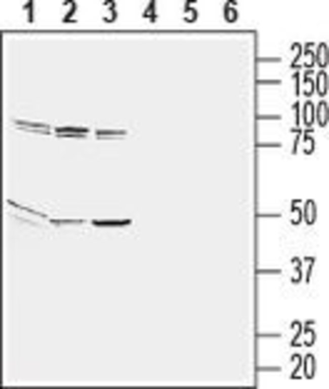 GPR65 (extracellular) Polyclonal Antibody, Invitrogen 50 μL ...