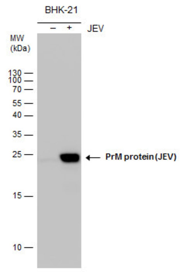 Japanese Encephalitis Virus prM Protein Polyclonal Antibody, Invitrogen ...