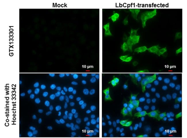 CPF1 Polyclonal Antibody, Invitrogen 100 μL; Unconjugated:Antibodies ...
