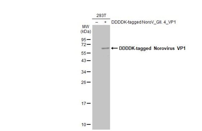 Norovirus VP1 Polyclonal Antibody, Invitrogen 100 μL; Unconjugated ...