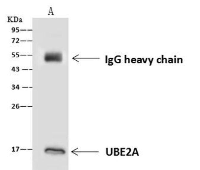 UBE2A Rabbit anti-Human, Polyclonal, Invitrogen 100 μL; Unconjugated ...