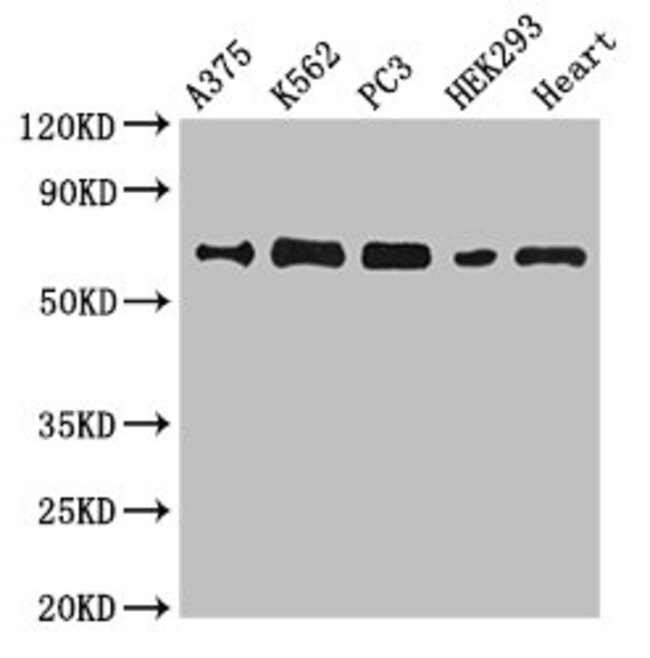 GBP2 Rabbit anti-Human, Mouse, Polyclonal, Invitrogen 100 μg ...
