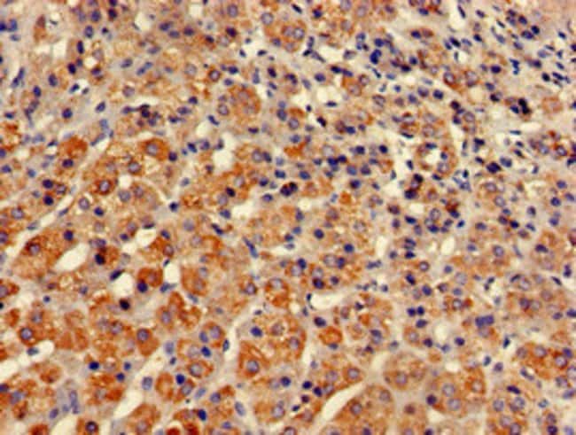 STXBP3 Rabbit anti-Human, Mouse, Polyclonal, Invitrogen 100 μg ...