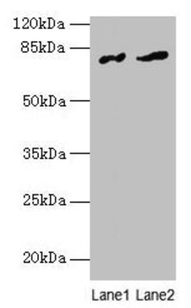 FAM161A Polyclonal Antibody, Invitrogen 100 μg; Unconjugated:Antibodies ...