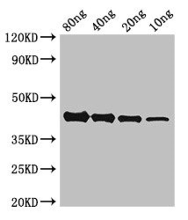 AKAP9 Polyclonal Antibody, Invitrogen 100 μg; Unconjugated:Antibodies ...